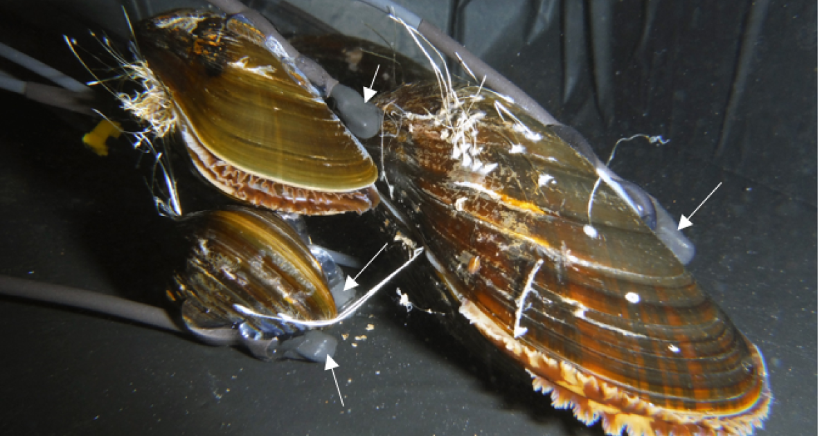Molluscan mesure la qualité de l’eau grâce à des mollusques