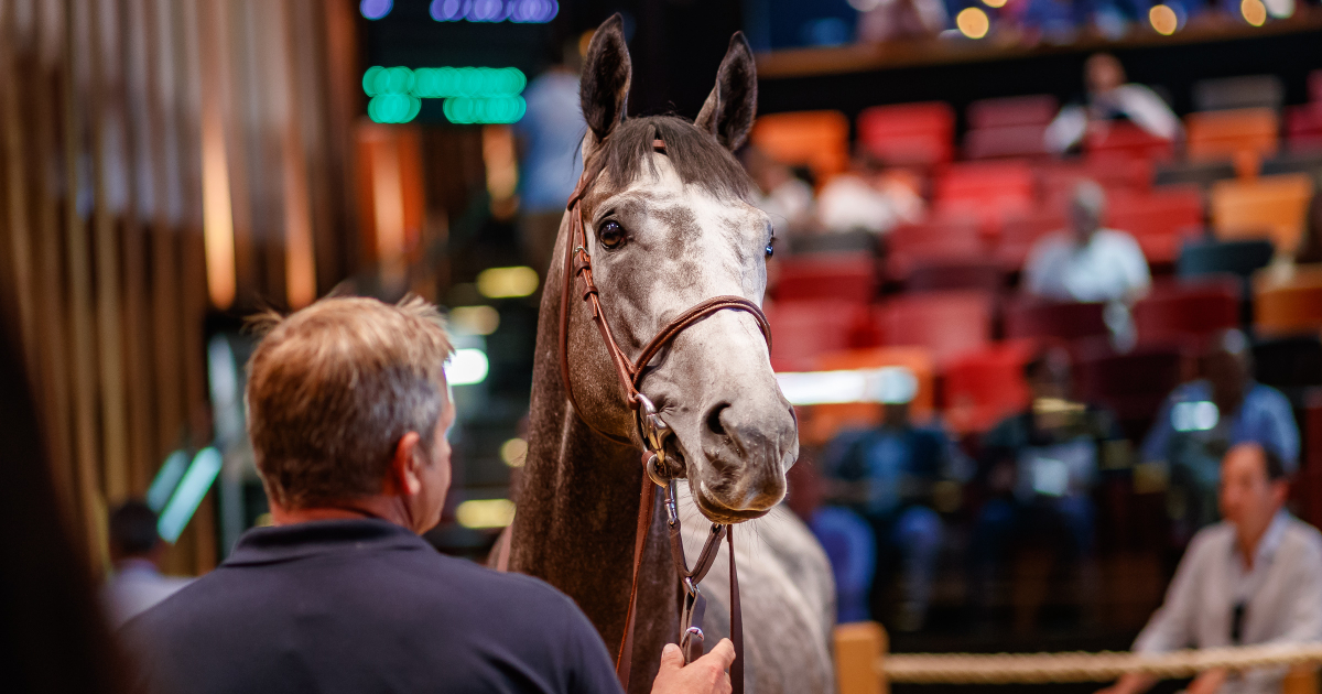 Arqana, la société de ventes de chevaux de courses, rachète l’écurie de ...